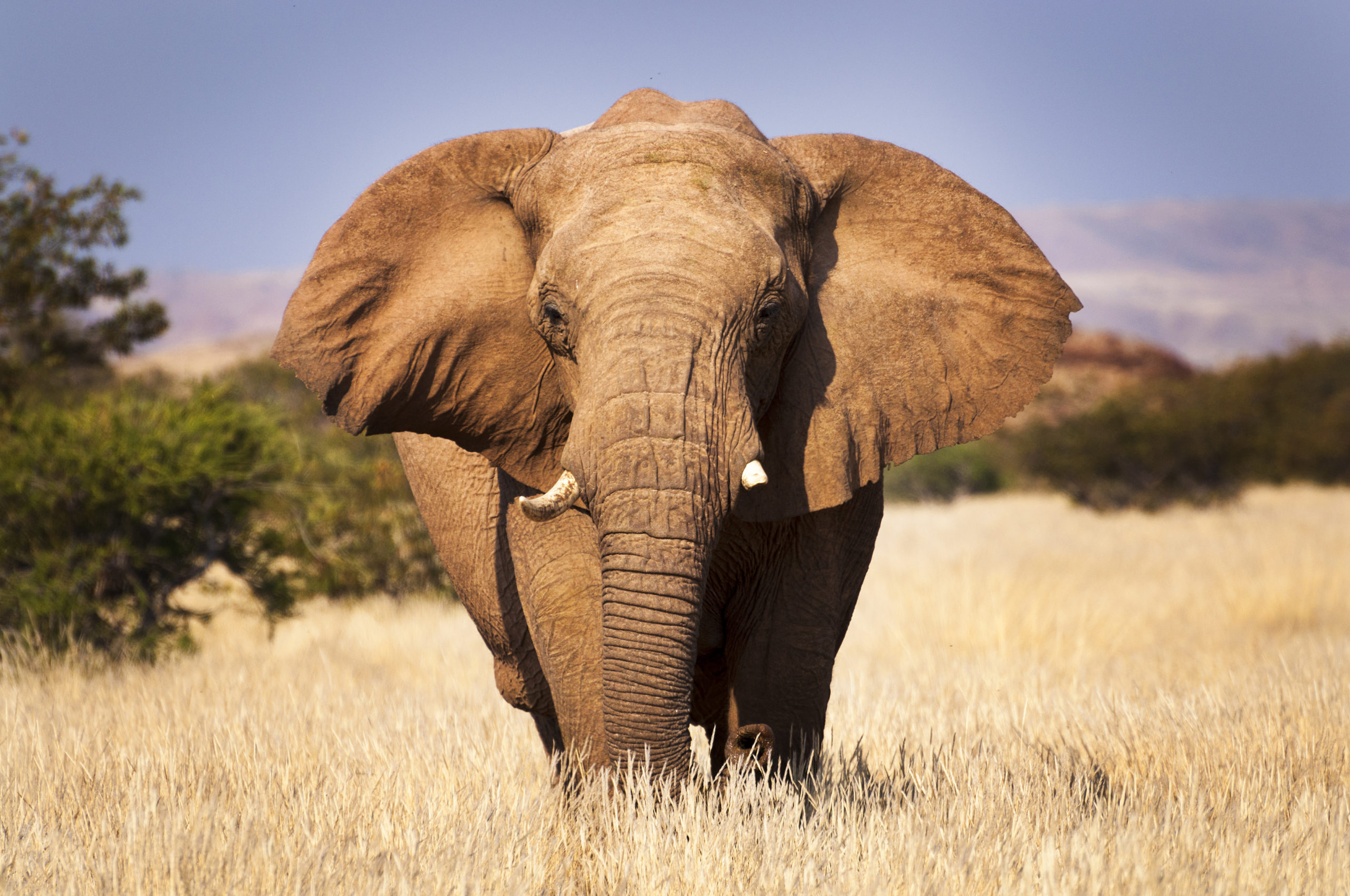 Why Happy the Elephant Should Not Have Rights | Humanize